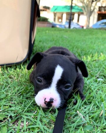 French Pitbull (French Bulldog & Pitbull Mix) Info, Pictures, Facts ...