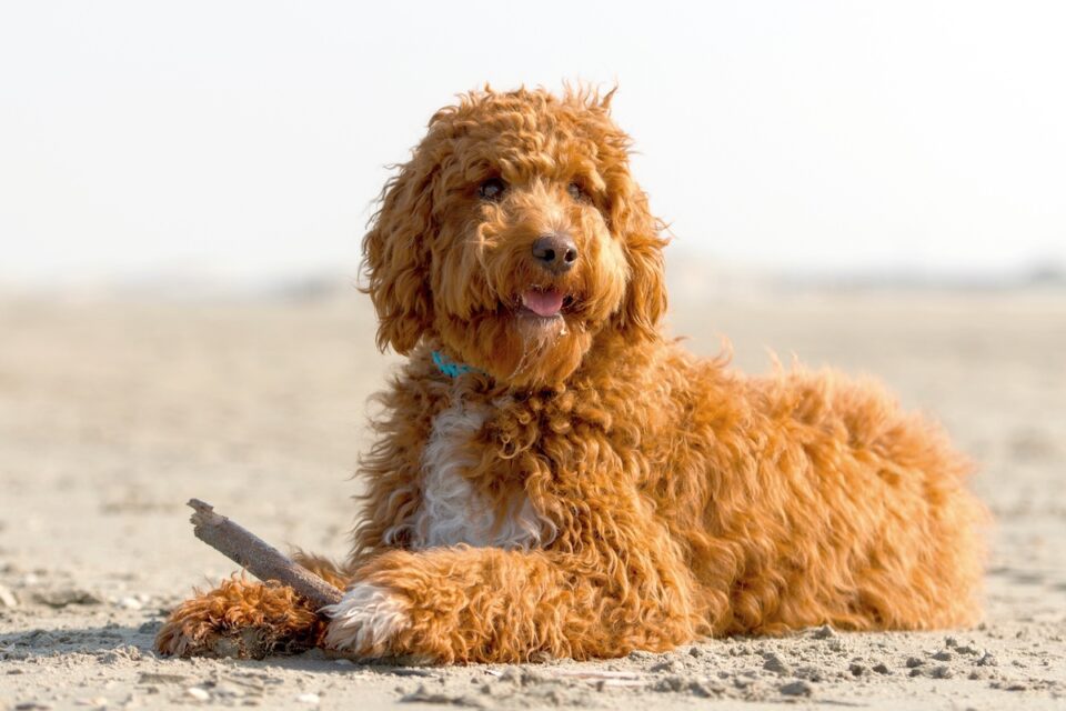 Irish Doodle (Irish Setter & Poodle Mix) Info, Pictures, FAQs & More