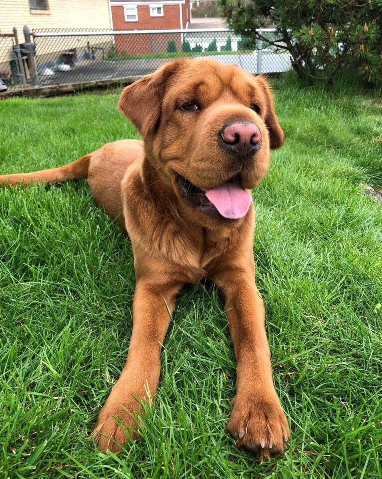 Mini Hippo Dog (Shar-Pei & Cocker Spaniel Mix) Info, Pictures, Facts ...