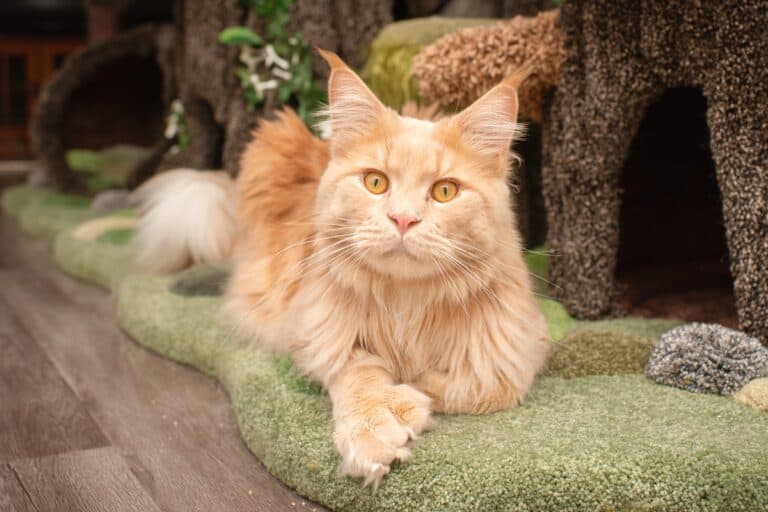 6 Types of Orange Maine Coons Explained (With Pictures)