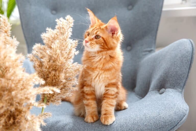 6 Types of Orange Maine Coons Explained (With Pictures)