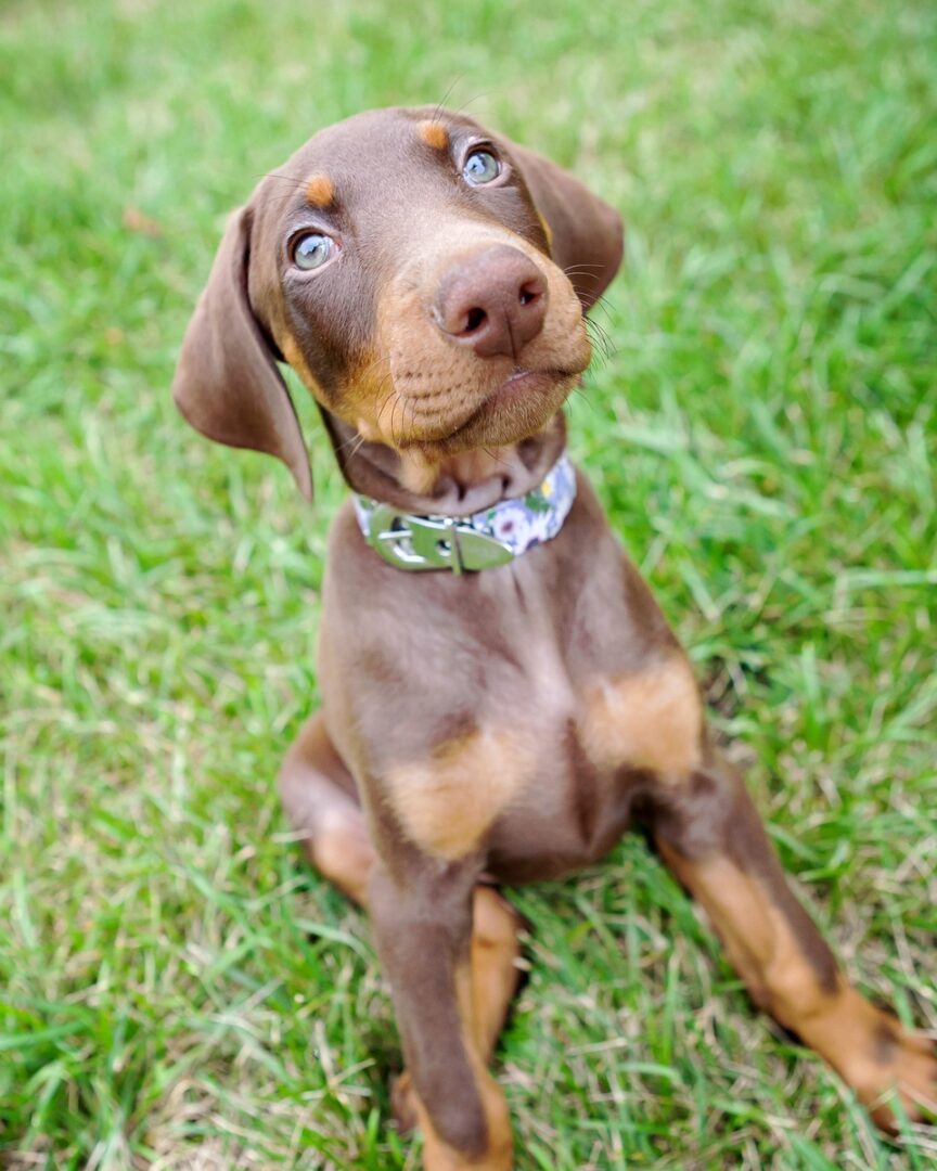 Red Doberman Pinscher: Are They Similar to Brown Dobes?