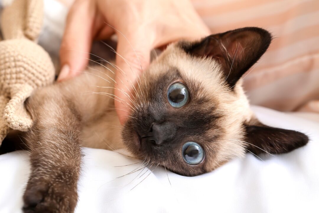 Seal Point Siamese Cat: Info, Facts, Traits, Pictures & FAQs