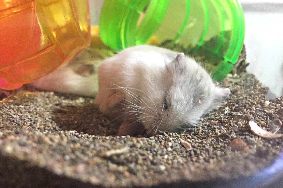 How to Know If Your Hamster Is Dying? 7 Signs and Symptoms