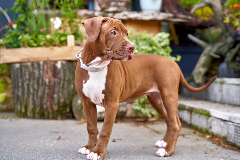 How Long Do Pitbulls Live? Average Lifespan & Causes of Death