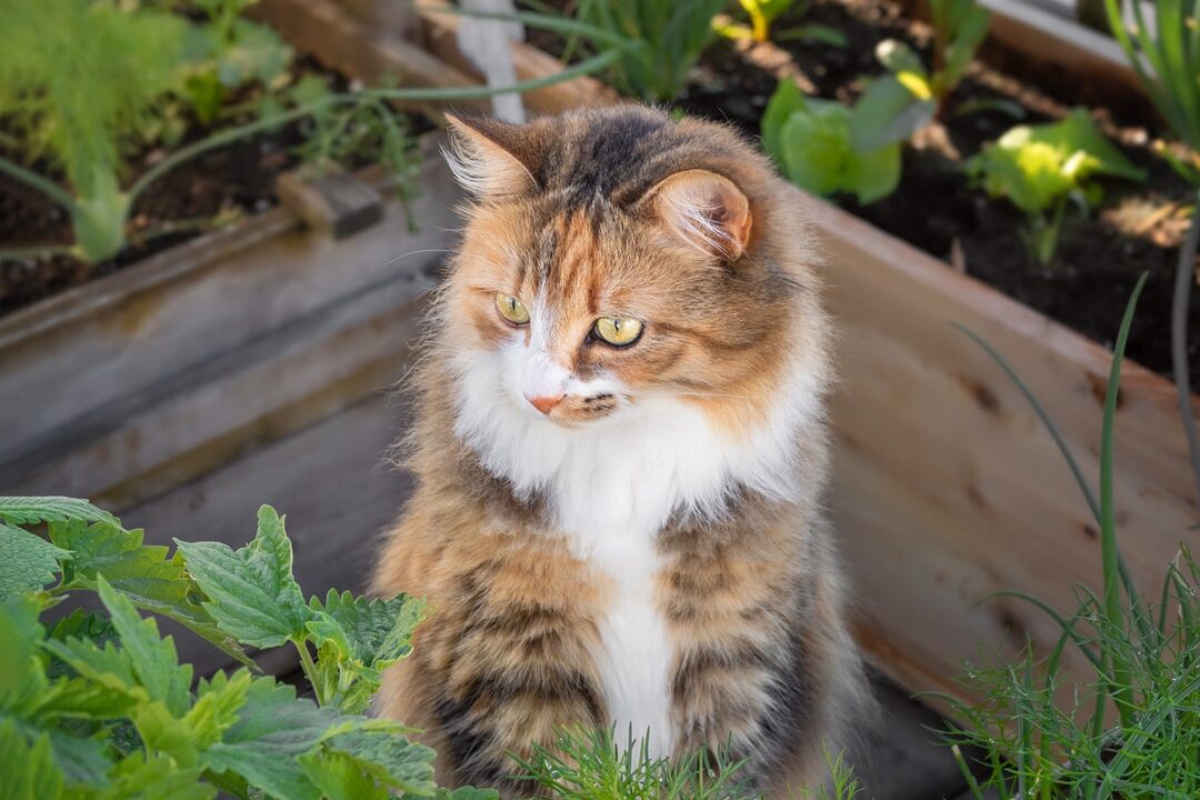 Torbie, Tabby, Tortie, and Calico Cats: What Are the Differences?