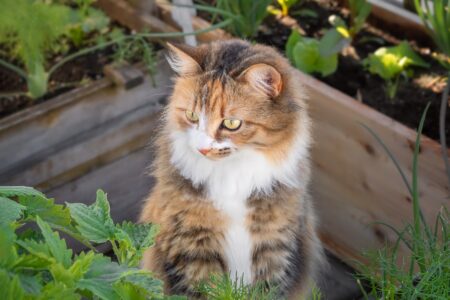 Torbie, Tabby, Tortie, and Calico Cats: What Are the Differences?