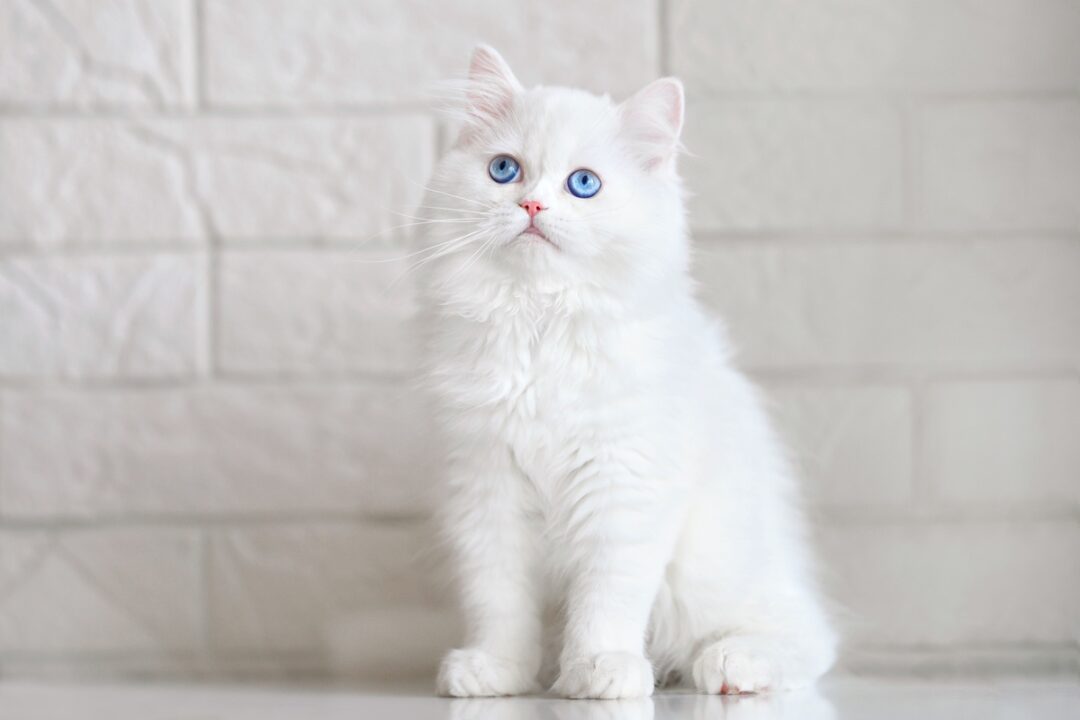 White Cats With Blue Eyes: What’s So Special About Them?