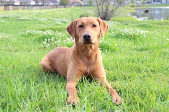 Red Fox Lab: An Ultimate Guide to Fox Red Labradors