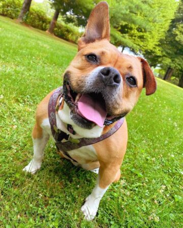 French Pitbull (French Bulldog & Pitbull Mix) Info, Pictures, Facts ...