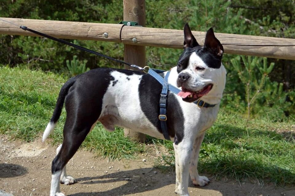 French Pitbull (French Bulldog & Pitbull Mix) Info, Pictures, Facts ...