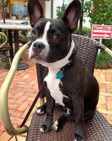 French Pitbull (French Bulldog & Pitbull Mix) Info, Pictures, Facts ...