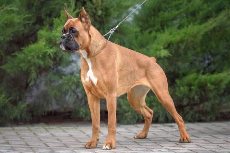 Boxer Ear Cropping: Should You Crop Your Boxer’s Ears?