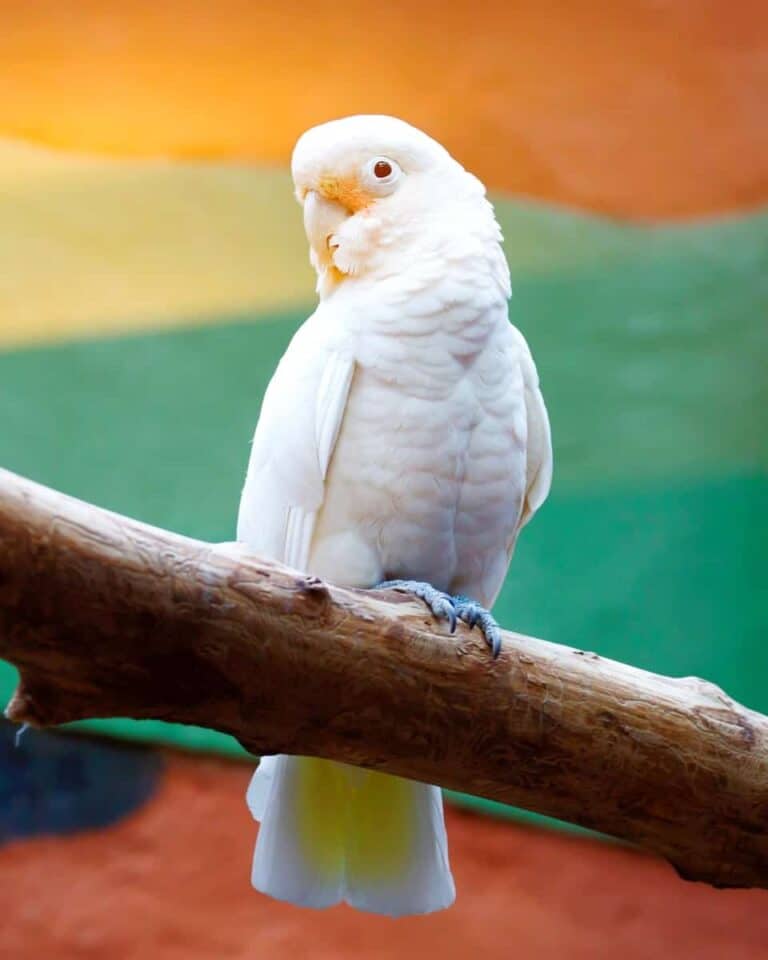 Cockatoo Lifespan: How Long Do Cockatoos Live on Average?