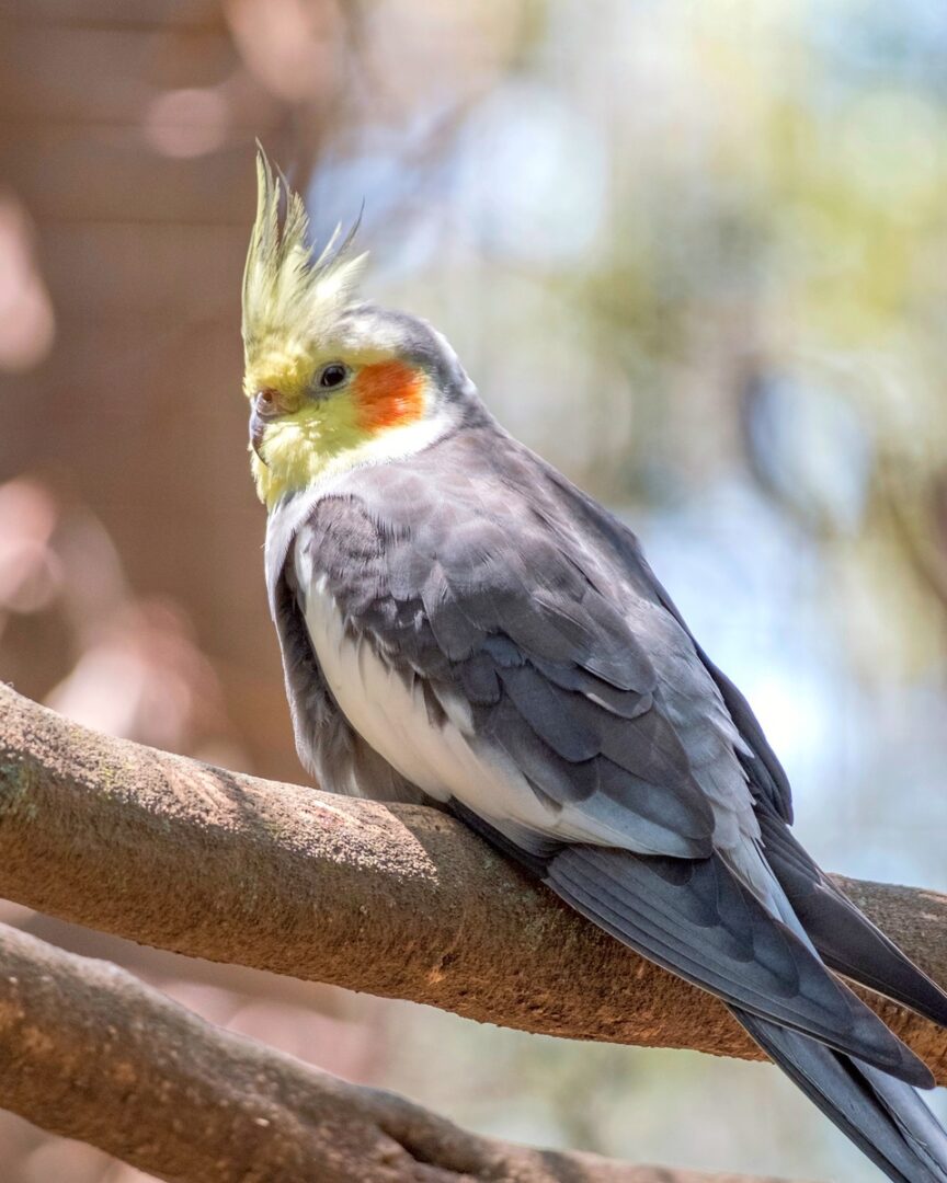 How Much Does a Cockatiel Cost? Cockatiel Prices & Expenses