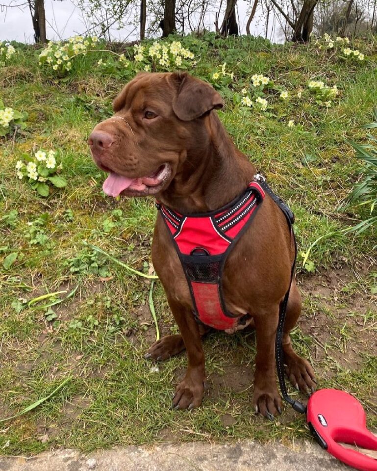 Mini Hippo Dog (Shar-Pei & Cocker Spaniel Mix) Info, Pictures, Facts ...