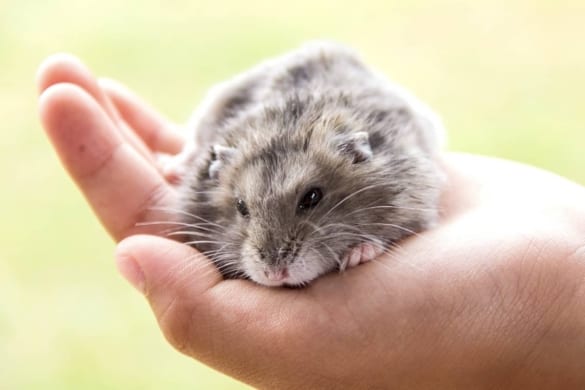 How to Know If Your Hamster Is Dying? 7 Signs and Symptoms