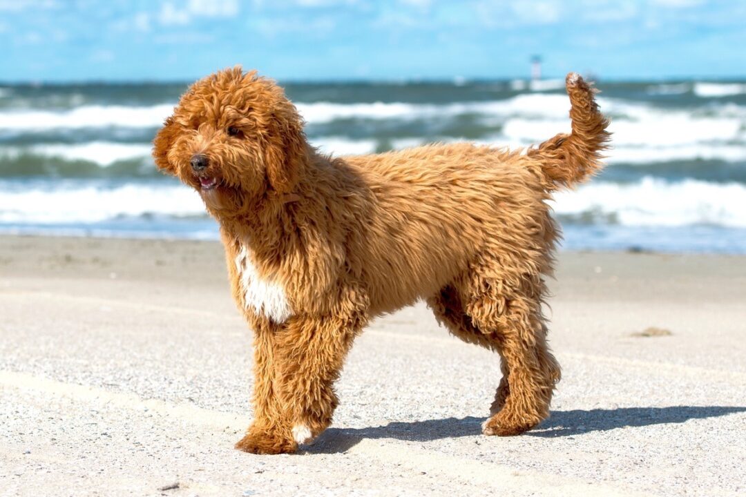 Irish Doodle (Irish Setter & Poodle Mix) Info, Pictures, FAQs & More