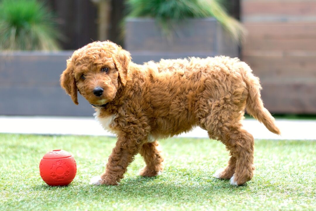 Irish Doodle (Irish Setter & Poodle Mix) Info, Pictures, FAQs & More