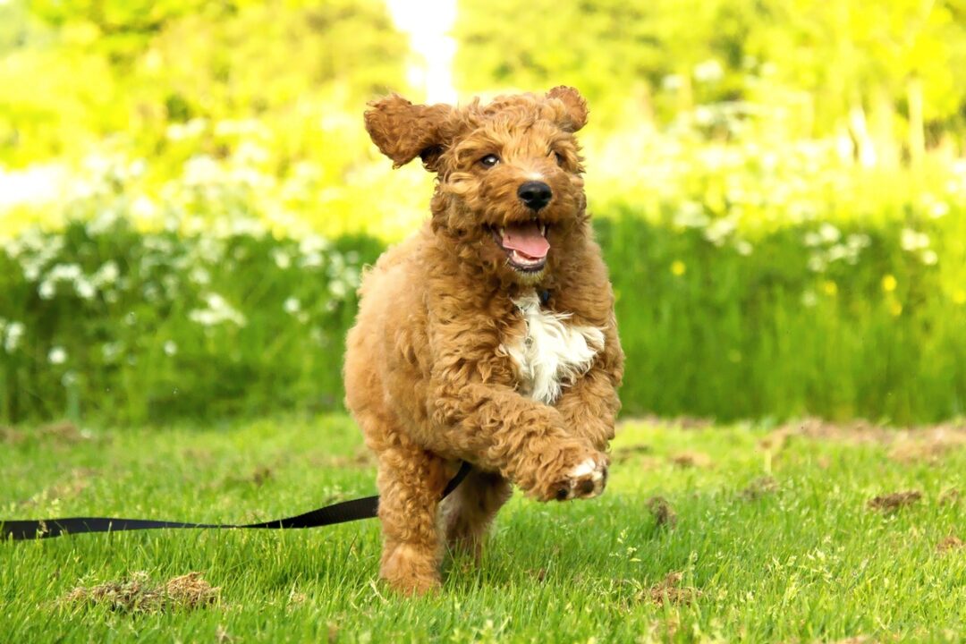 Irish Doodle (Irish Setter & Poodle Mix) Info, Pictures, FAQs & More