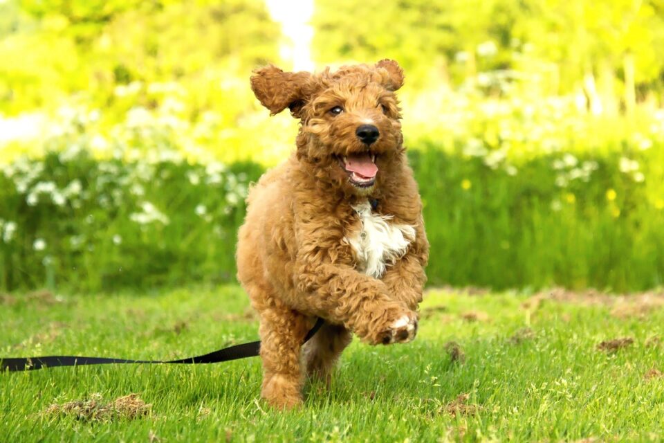 Irish Doodle (Irish Setter & Poodle Mix) Info, Pictures, FAQs & More