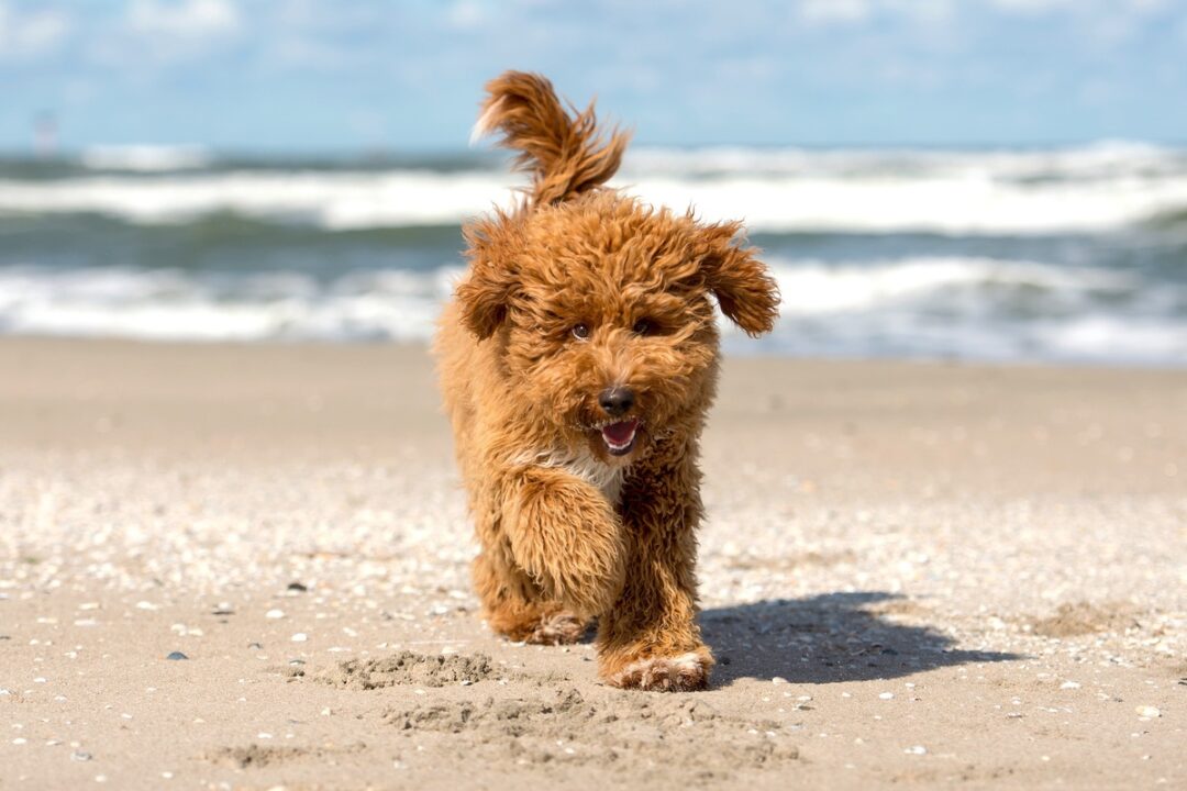 Irish Doodle (Irish Setter & Poodle Mix) Info, Pictures, FAQs & More