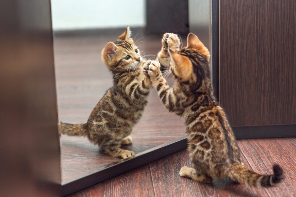 Autism In Cats: Can Cats Be Autistic? All You Need to Know