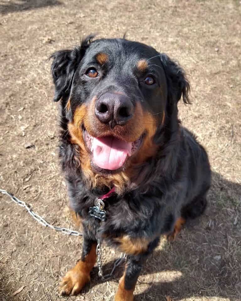 Long Haired Rottweiler: Info, Facts, Genetics, Pictures & FAQs
