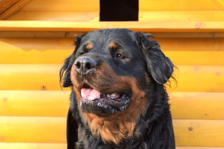 Long Haired Rottweiler: Info, Facts, Genetics, Pictures & FAQs
