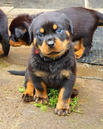 Long Haired Rottweiler: Info, Facts, Genetics, Pictures & FAQs