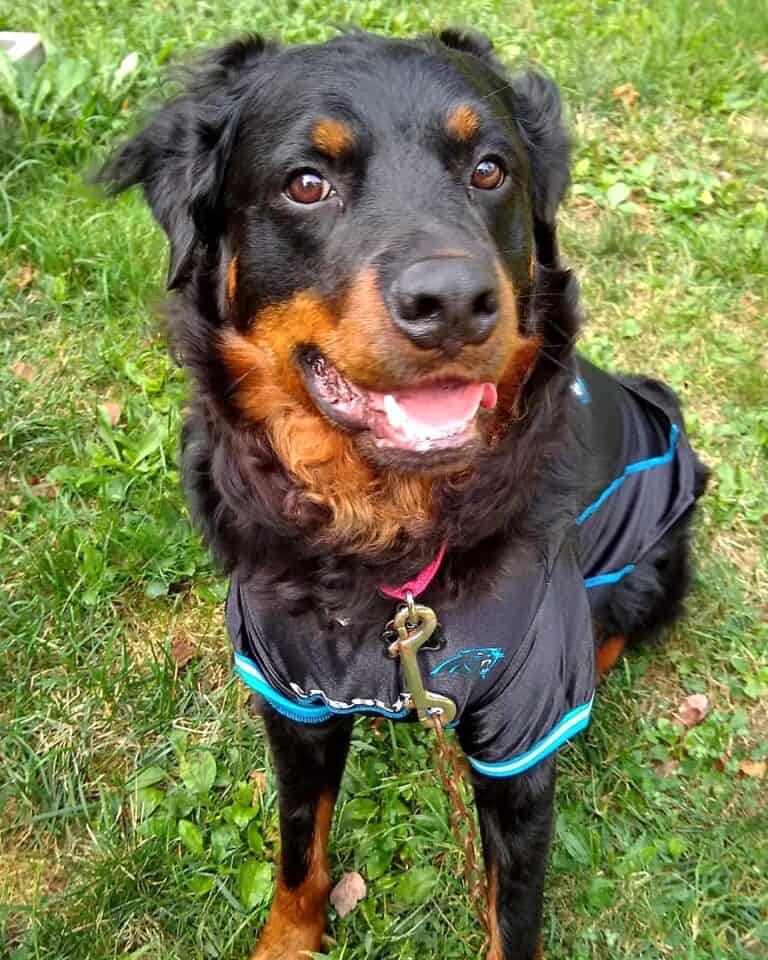 Long Haired Rottweiler: Info, Facts, Genetics, Pictures & FAQs