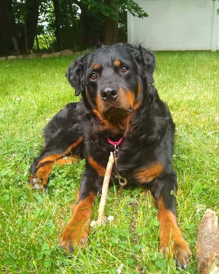 Long Haired Rottweiler: Info, Facts, Genetics, Pictures & FAQs