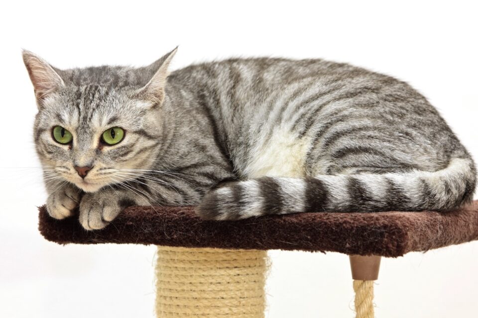 Torbie, Tabby, Tortie, and Calico Cats: What Are the Differences?