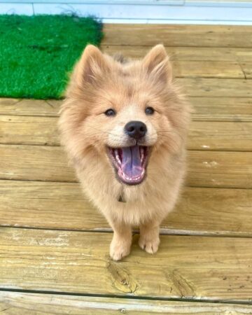 Mini Chow Chow: Dog Breed Info, Pictures, Facts, FAQs & More