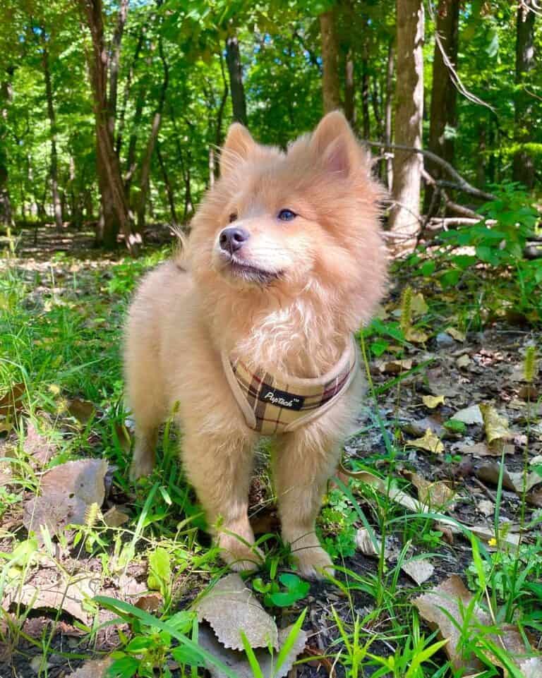 Mini Chow Chow: Dog Breed Info, Pictures, Facts, FAQs & More