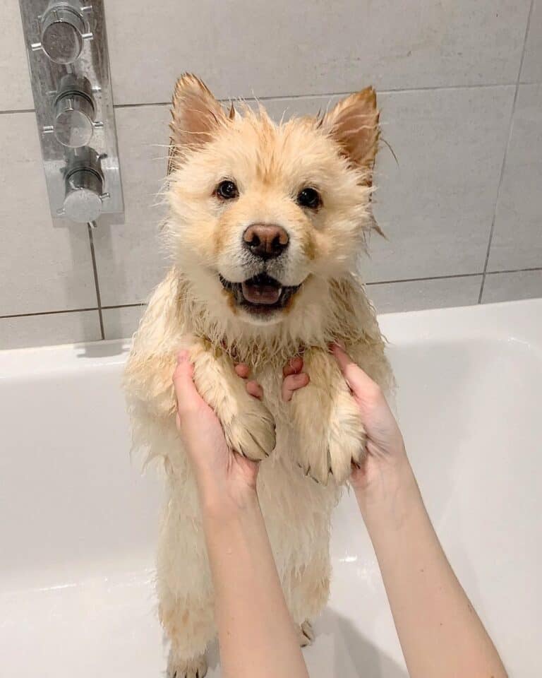 Mini Chow Chow: Dog Breed Info, Pictures, Facts, FAQs & More