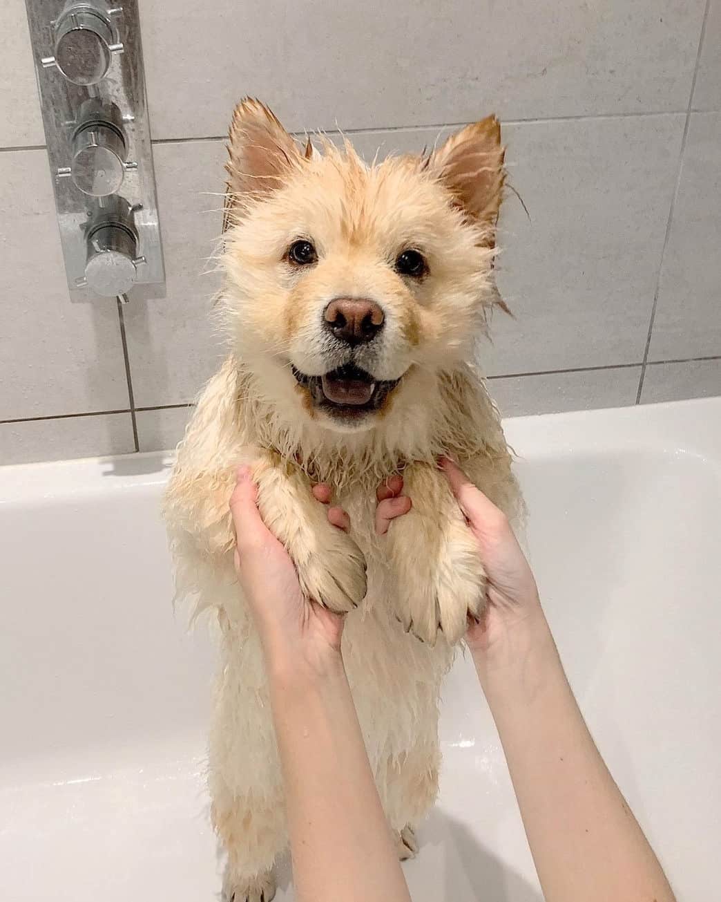 Mini Chow Chow: Dog Breed Info, Pictures, Facts, FAQs & More