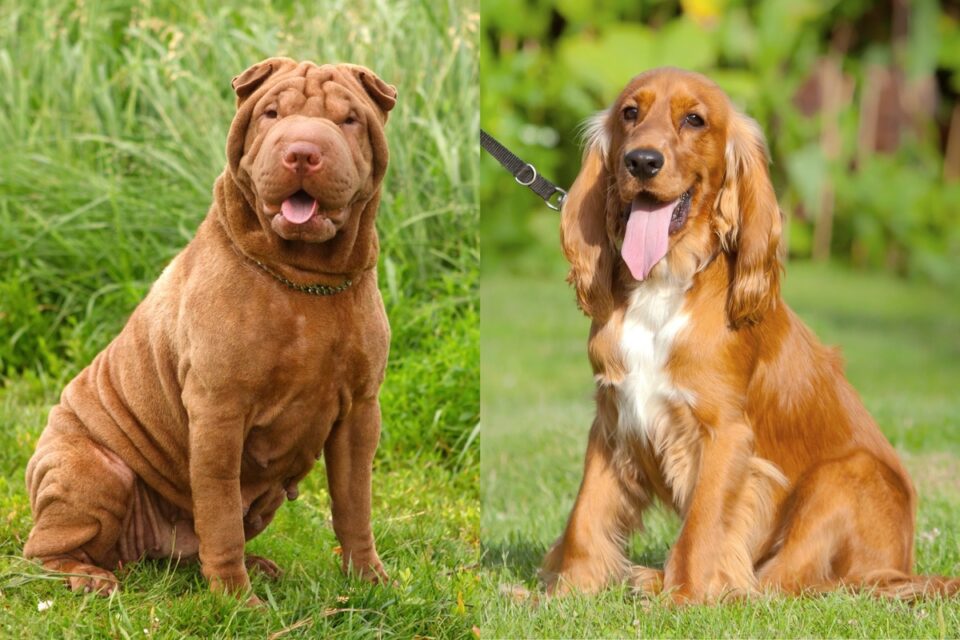 Mini Hippo Dog (Shar-Pei & Cocker Spaniel Mix) Info, Pictures, Facts ...