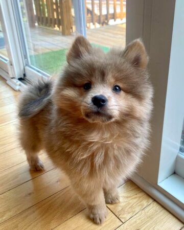 Mini Chow Chow: Dog Breed Info, Pictures, Facts, FAQs & More