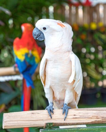 How Much Does a Cockatoo Cost? Cockatoo Prices & Expenses