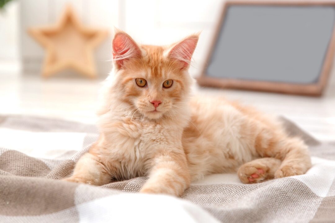 6 Types of Orange Maine Coons Explained (With Pictures)