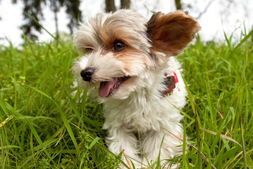 Parti Yorkie: What Does “Parti” Mean in Yorkshire Terriers?