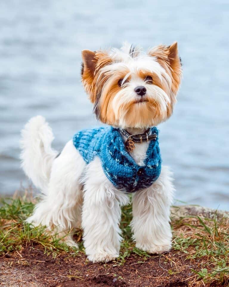 Parti Yorkie: What Does “Parti” Mean in Yorkshire Terriers?