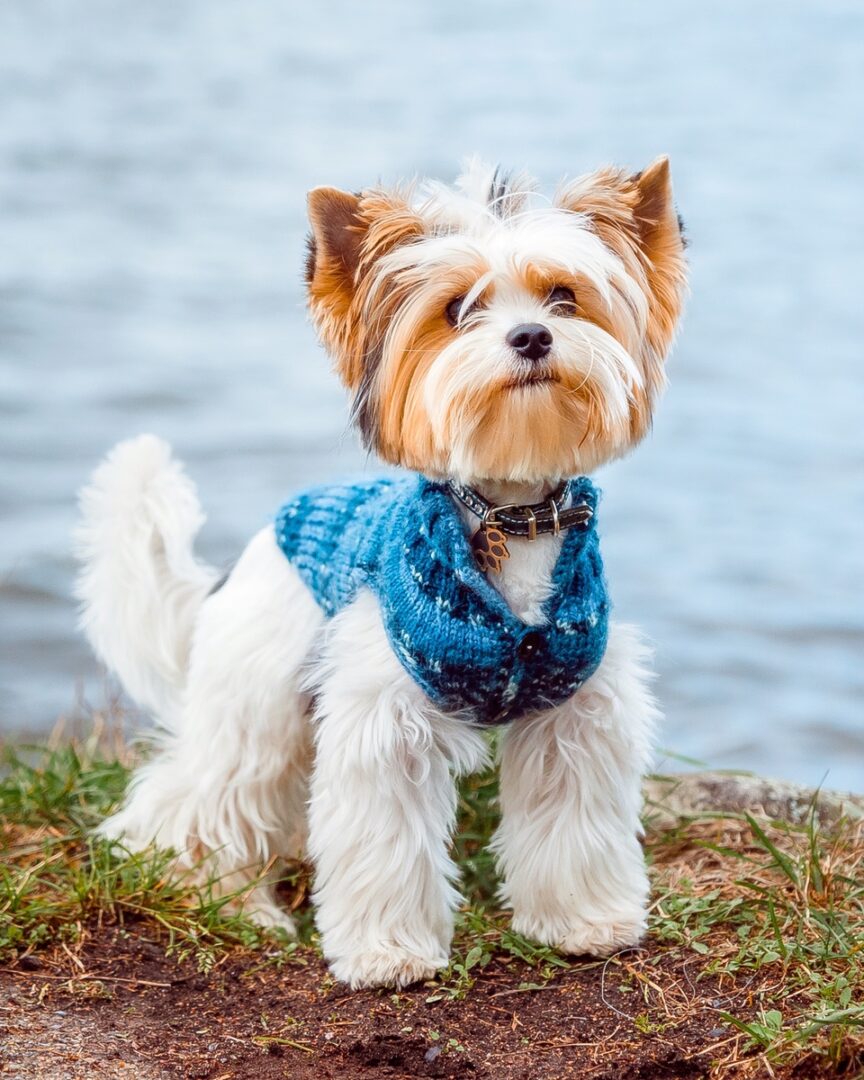 Parti Yorkie: What Does “Parti” Mean in Yorkshire Terriers?