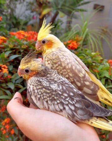 How Much Does a Cockatiel Cost? Cockatiel Prices & Expenses