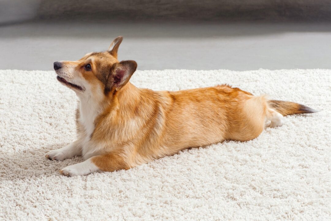 7 Reasons Why Corgis Sploot (With Facts, Pictures & FAQs)