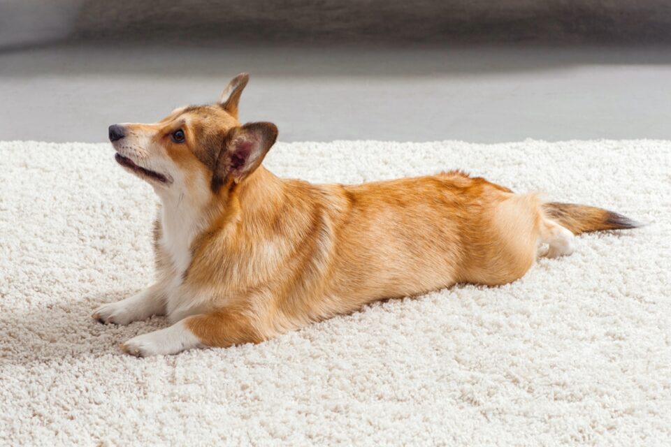 7 Reasons Why Corgis Sploot (With Facts, Pictures & FAQs)