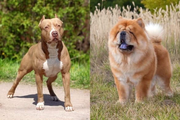 Pitchow (Pitbull & Chow Chow Mix) Info, Pictures, Facts, FAQs & More