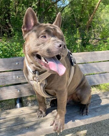 Pitchow (Pitbull & Chow Chow Mix) Info, Pictures, Facts, FAQs & More