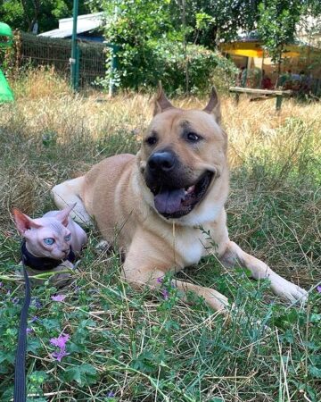 Pitchow (Pitbull & Chow Chow Mix) Info, Pictures, Facts, FAQs & More